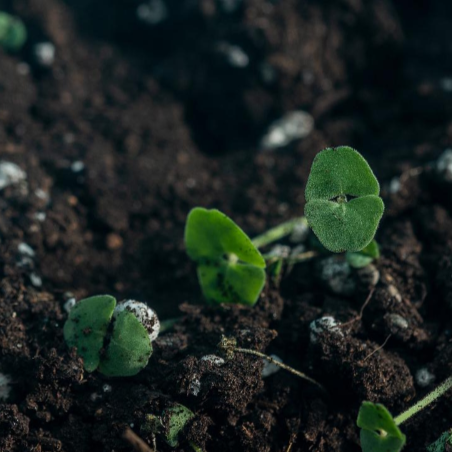 The Right Place: Good Ground – Healthy Reforms